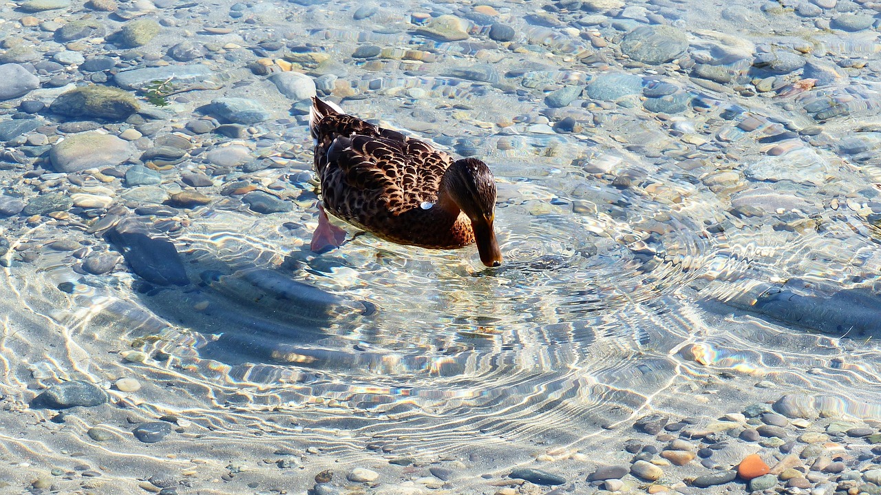 Canard Lac Nature - Photo gratuite sur Pixabay - Pixabay