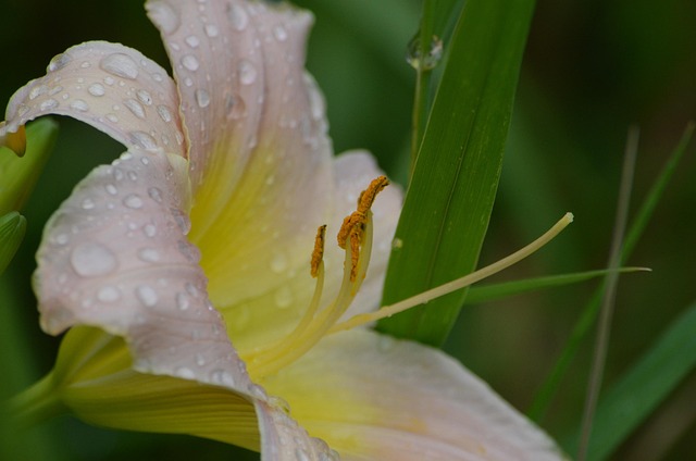 Lilja Blomma Regn - Gratis foto på Pixabay - Pixabay