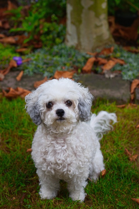 Dog Bolonka Domestic Animal - Free photo on Pixabay - Pixabay