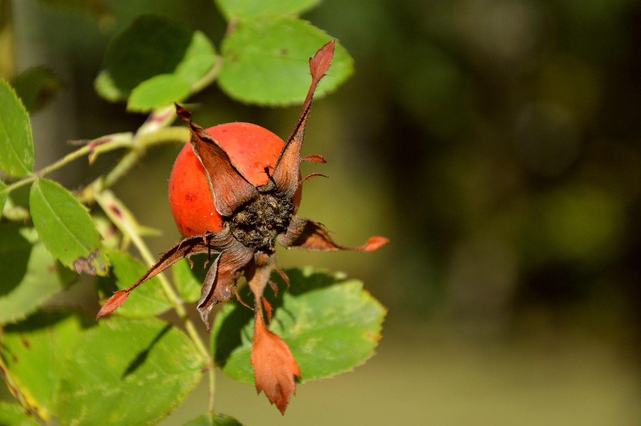 Rose Hip Fruit - Free photo on Pixabay - Pixabay