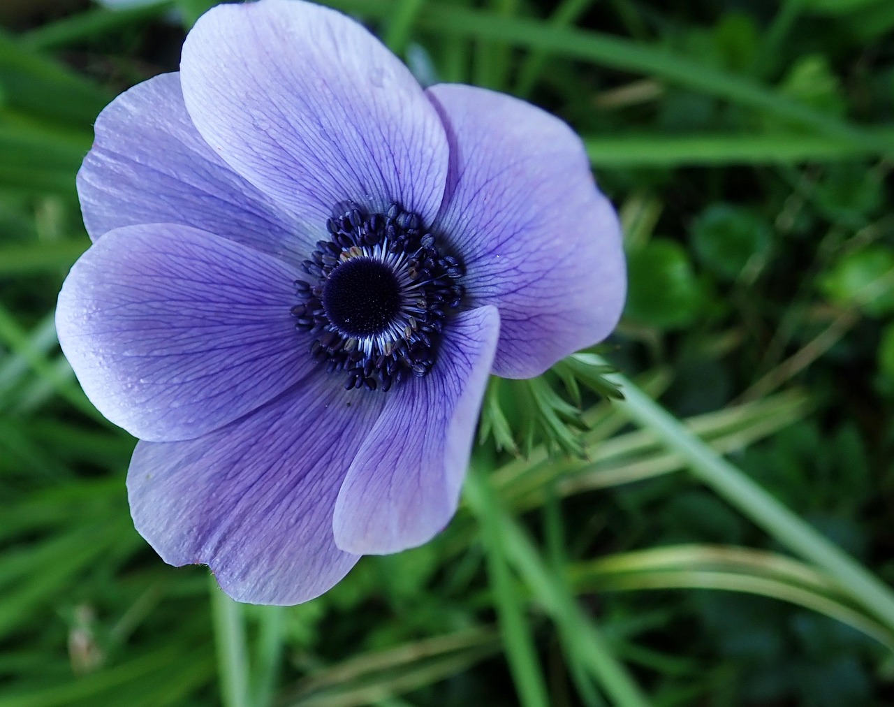 Anemone Flower Bulb - Free photo on Pixabay