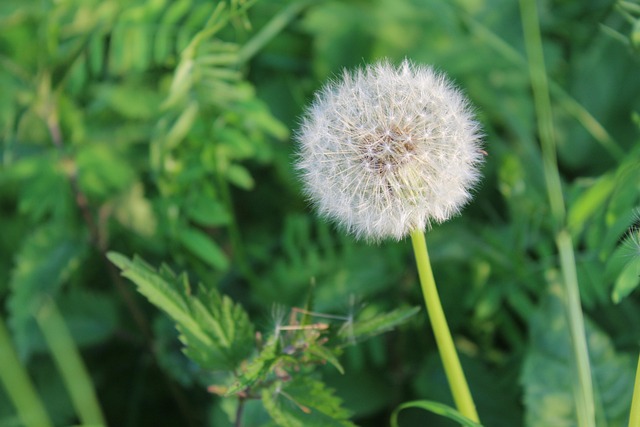 Pusteblume Natur Nahaufnahme - Kostenloses Foto auf Pixabay - Pixabay