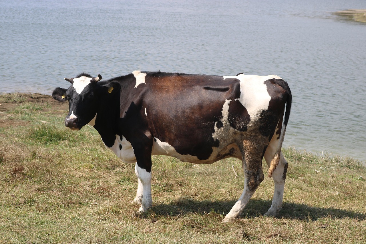 Vache Plateau - Photo gratuite sur Pixabay - Pixabay