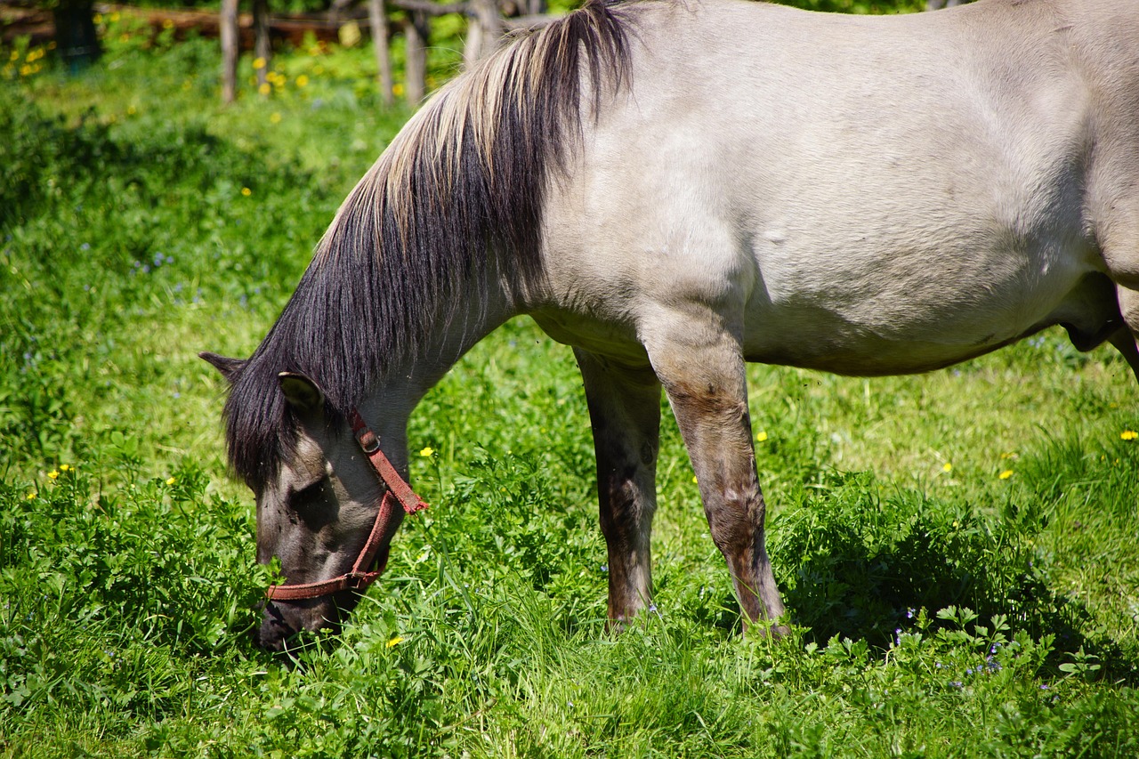 Cavalo Natureza Animais - Foto gratuita no Pixabay - Pixabay