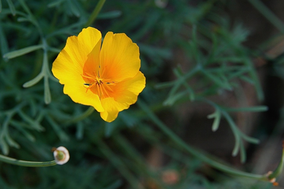 Blossom Bloom Yellow - Free photo on Pixabay - Pixabay