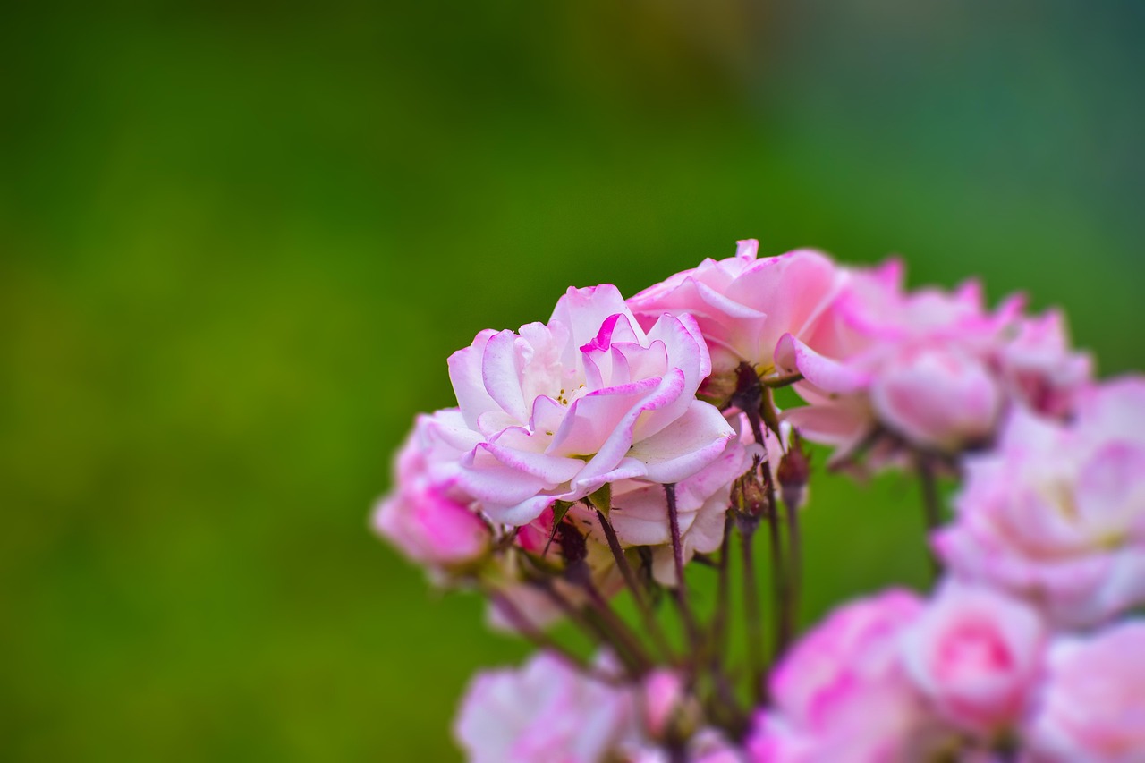 Rosa Bella Flor - Foto gratis en Pixabay - Pixabay