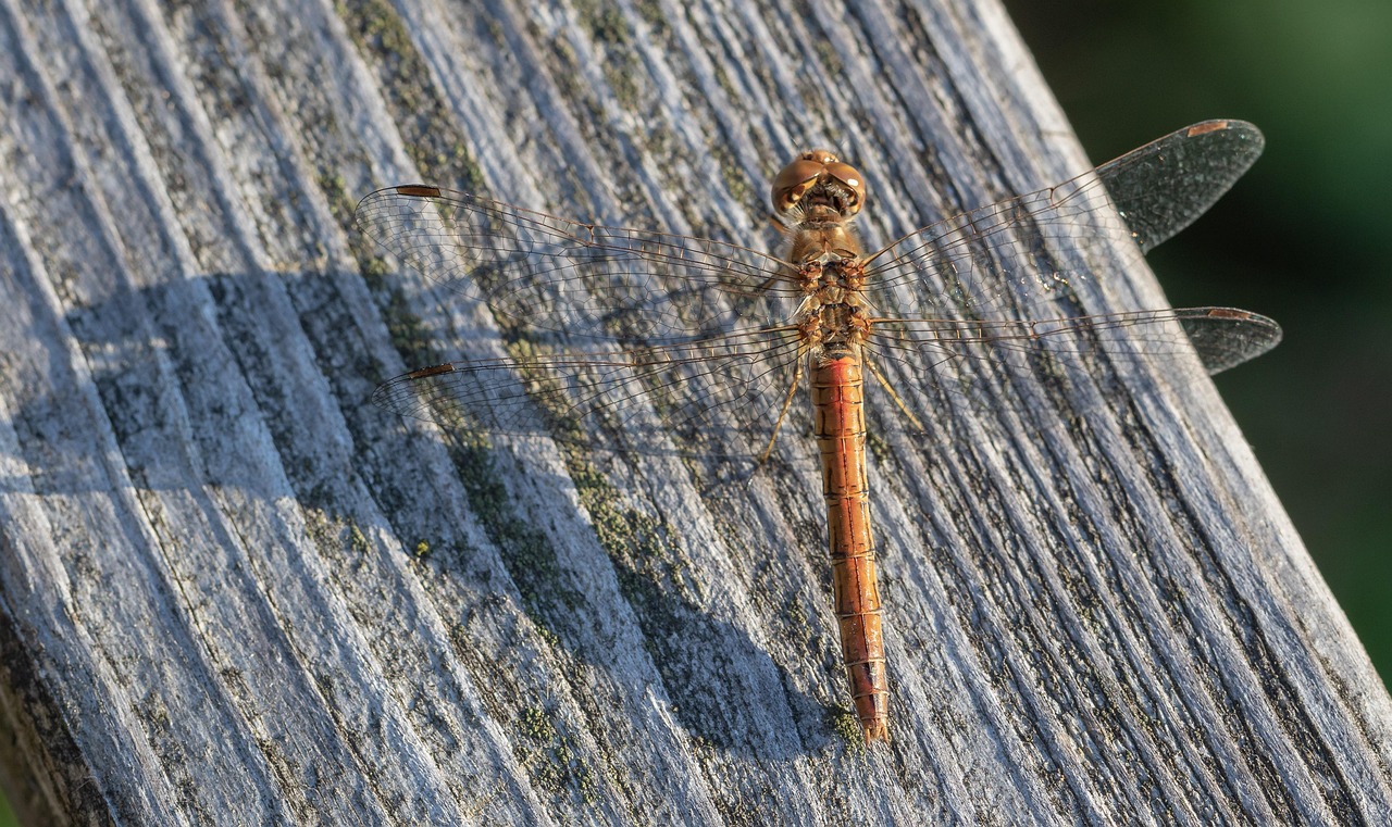 Libellule Heidelibelle Aile - Photo gratuite sur Pixabay - Pixabay