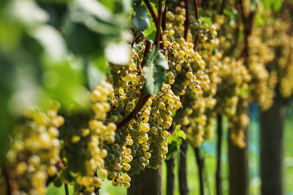 Trauben Obst Rebe - Kostenloses Foto auf Pixabay - Pixabay
