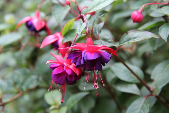 700+ Free Fuchsia & Flower Images - Pixabay