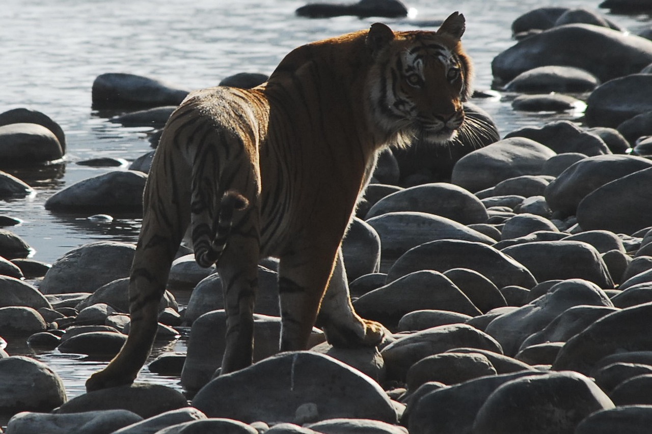 Tiger India Wild - Free photo on Pixabay