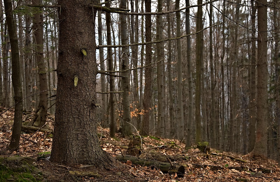 Baum Stamm Wald - Kostenloses Foto auf Pixabay - Pixabay
