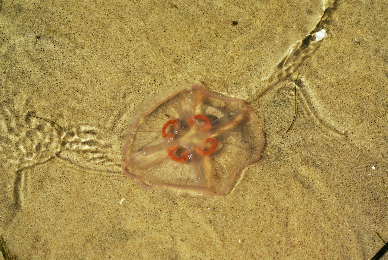 Meduza Chełbia Modra - Darmowe zdjęcie na Pixabay - Pixabay