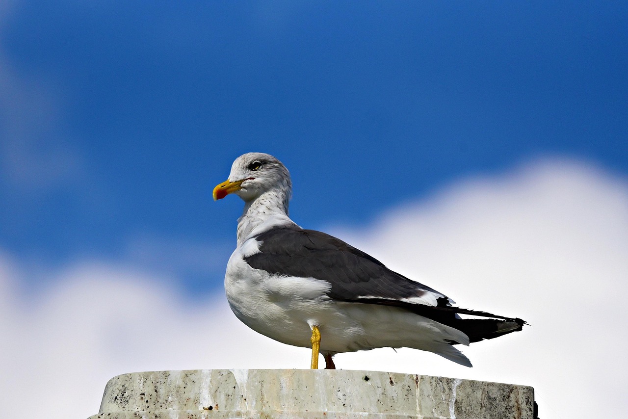 60+ Free Seagull Standing & Seagull Images - Pixabay