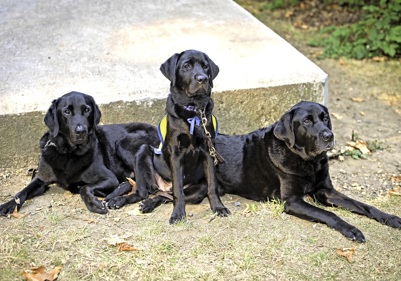 80+ Free Service Dog & Dog Photos - Pixabay