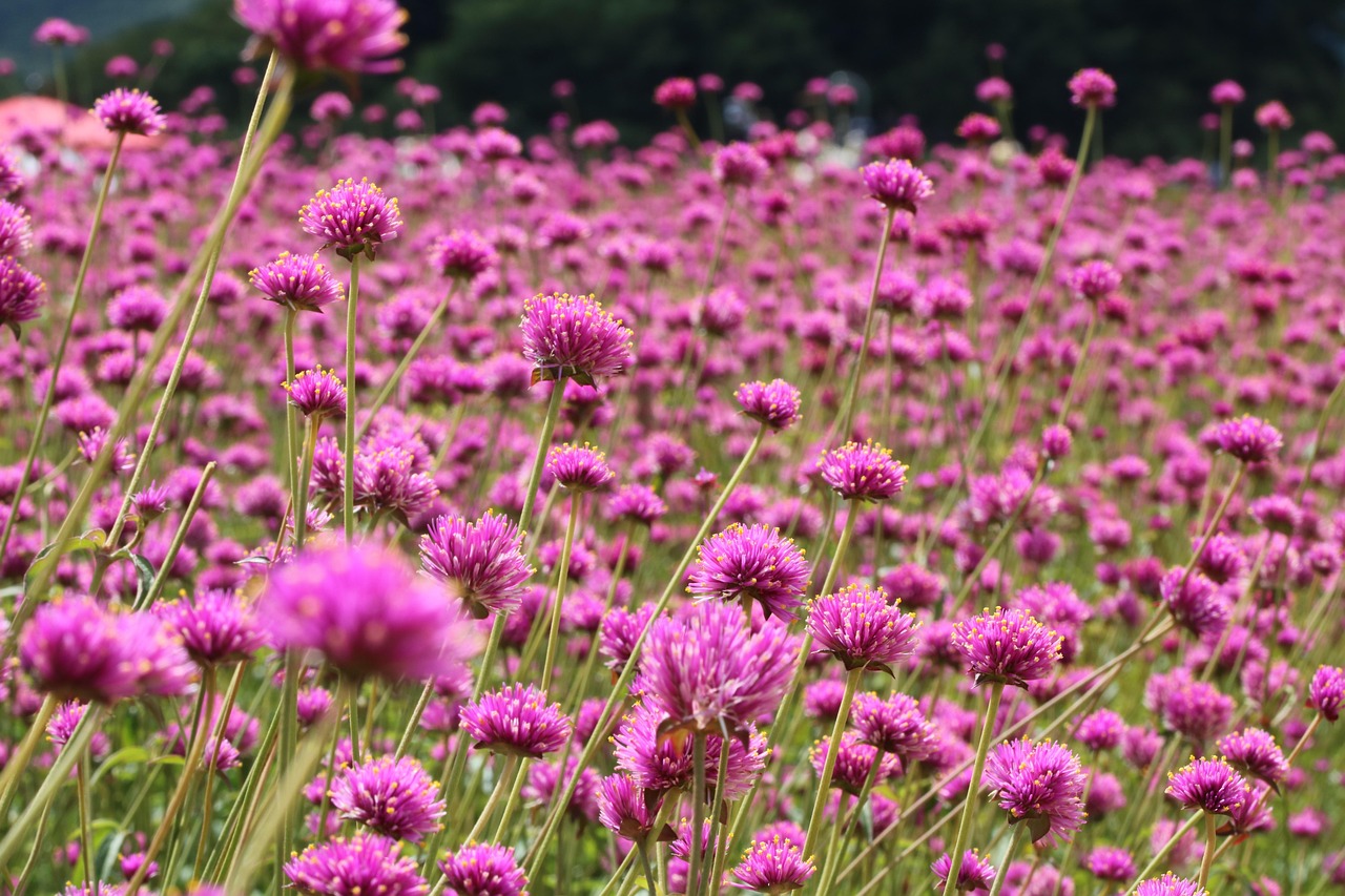 Angel Pink Butterfly Flower - Free photo on Pixabay