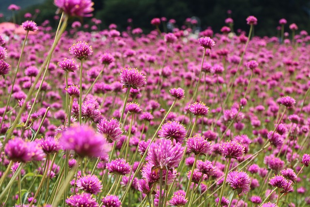 Angel Pink Butterfly Flower - Free photo on Pixabay