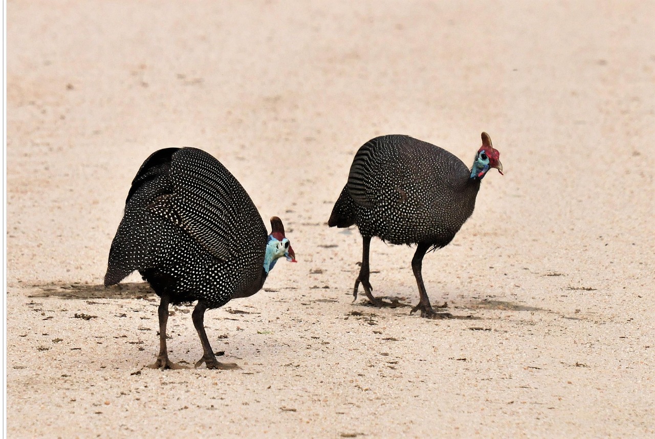 African Guinea Fowl
