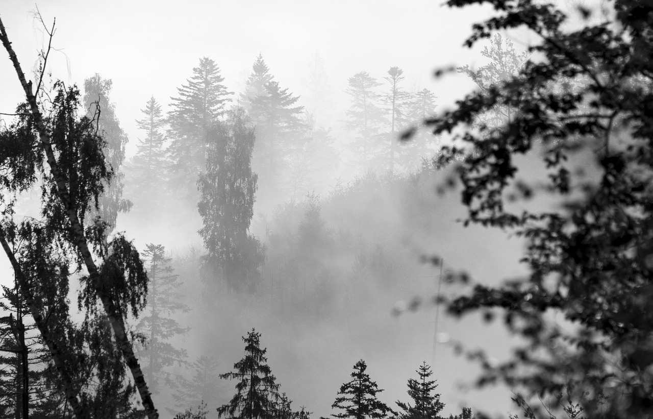 Bosque Árbol Fog - Foto gratis en Pixabay Bosque Árbol Fog - Foto gratis en Pixabay