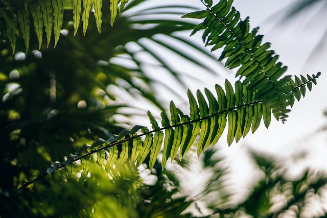Planta Exterior Jardín - Foto gratis en Pixabay - Pixabay