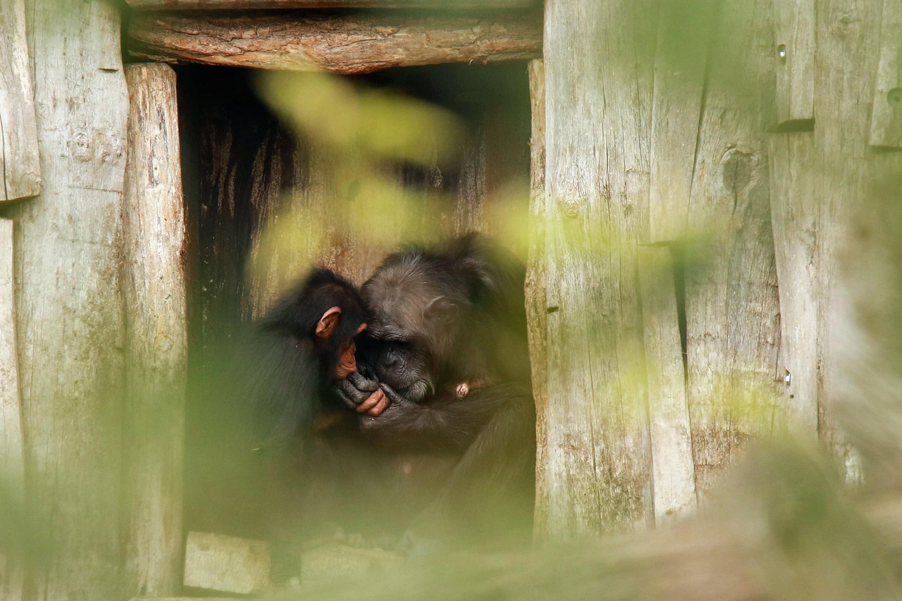 Motherly Love Ape Chimpanzees - Free photo on Pixabay - Pixabay