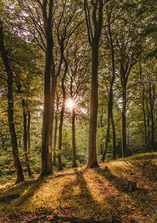 Beech Forest Sunset - Free photo on Pixabay