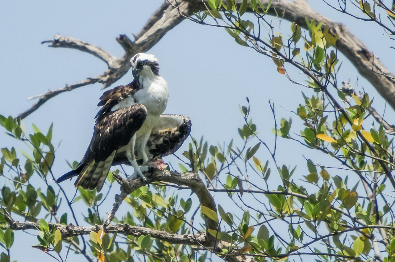 200+ Free Osprey & Nature Images - Pixabay