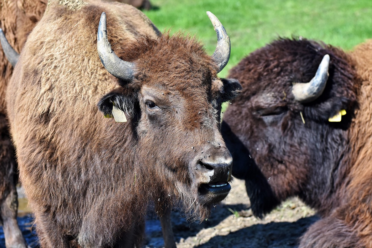 700+ Free Bison & Buffalo Images - Pixabay