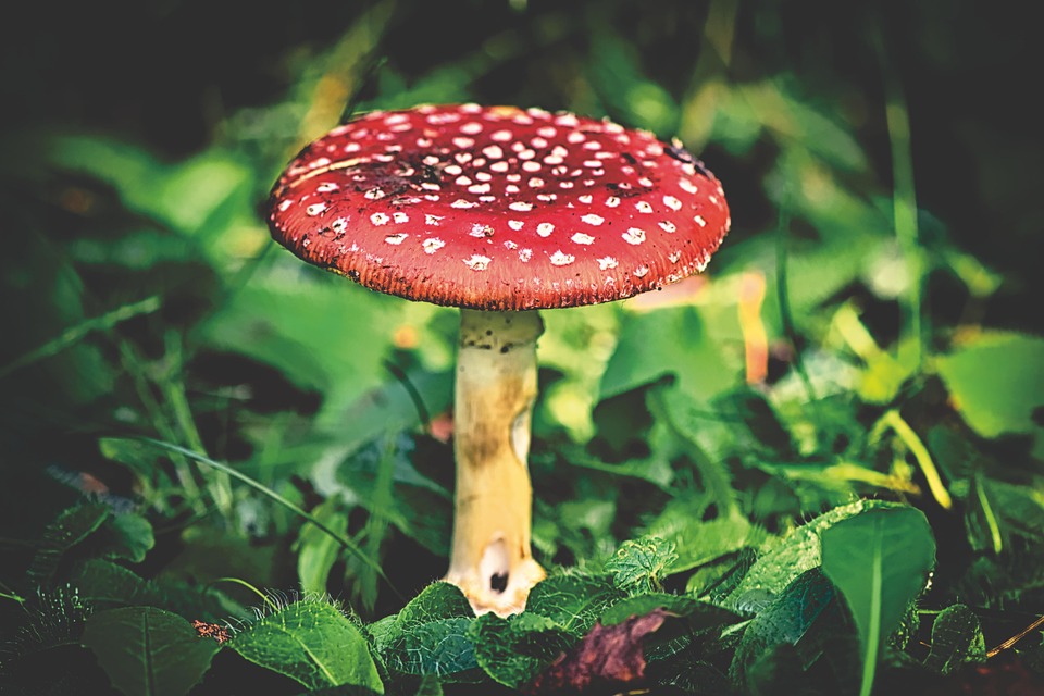 Champignons Amanite Muscaria - Photo gratuite sur Pixabay