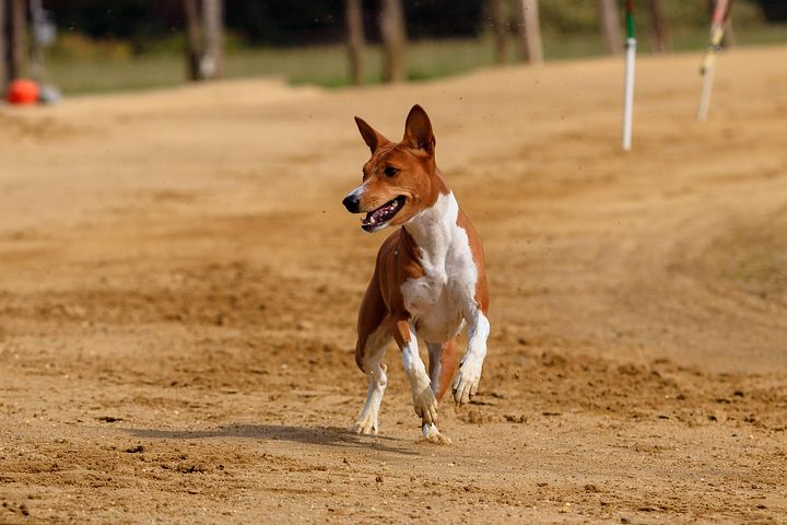 600+ Free Hunting Dogs & Dog Images