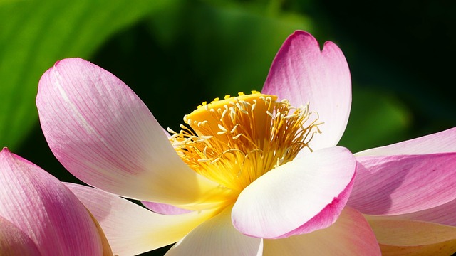 Lotus Çiçek Suda Yaşayan Bitki Göl - Pixabay'de ücretsiz fotoğraf - Pixabay