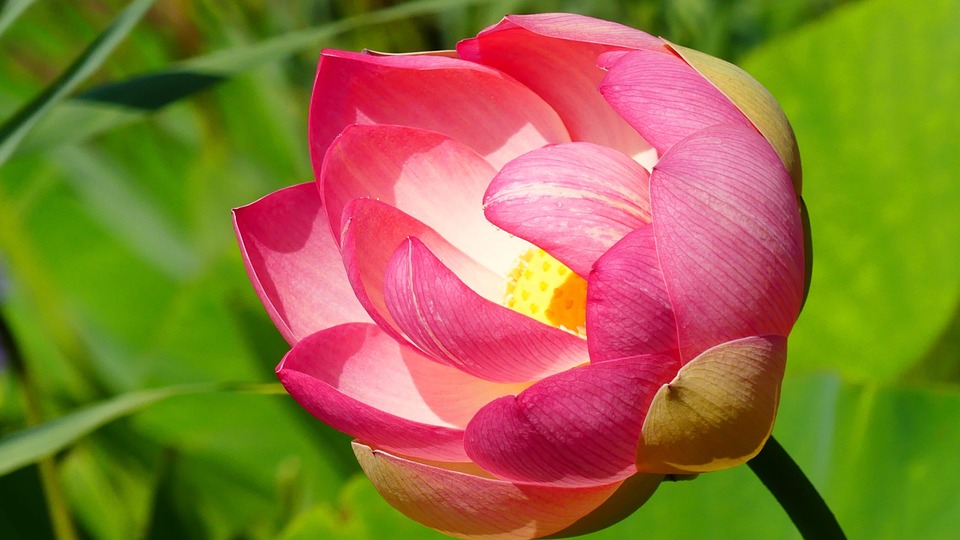 Lotus Bitki Çiçek Suda Yaşayan - Pixabay'de ücretsiz fotoğraf - Pixabay