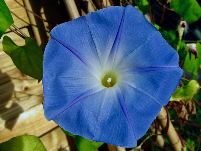 Plus de 10 images de Le Liseron Bleu et de Ipomée - Pixabay