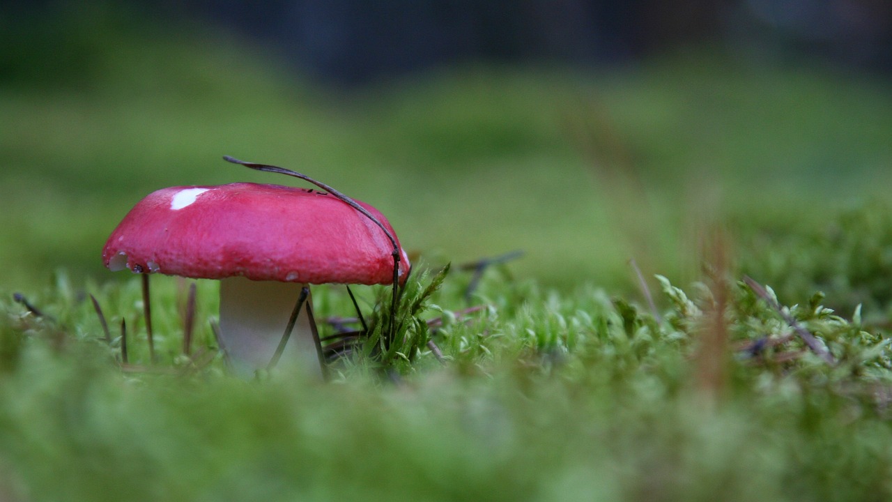 Champignon Forêt Automne - Photo gratuite sur Pixabay - Pixabay