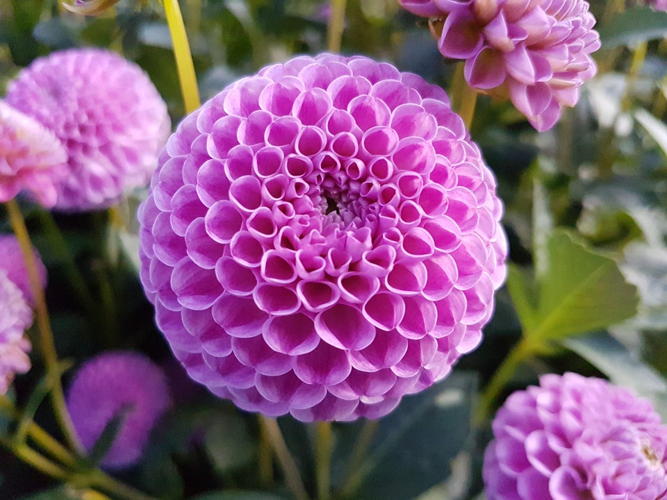 Flower Blossom Bloom - Free photo on Pixabay