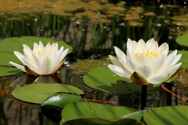 Lotus Aquatic Plant Flower - Free photo on Pixabay - Pixabay