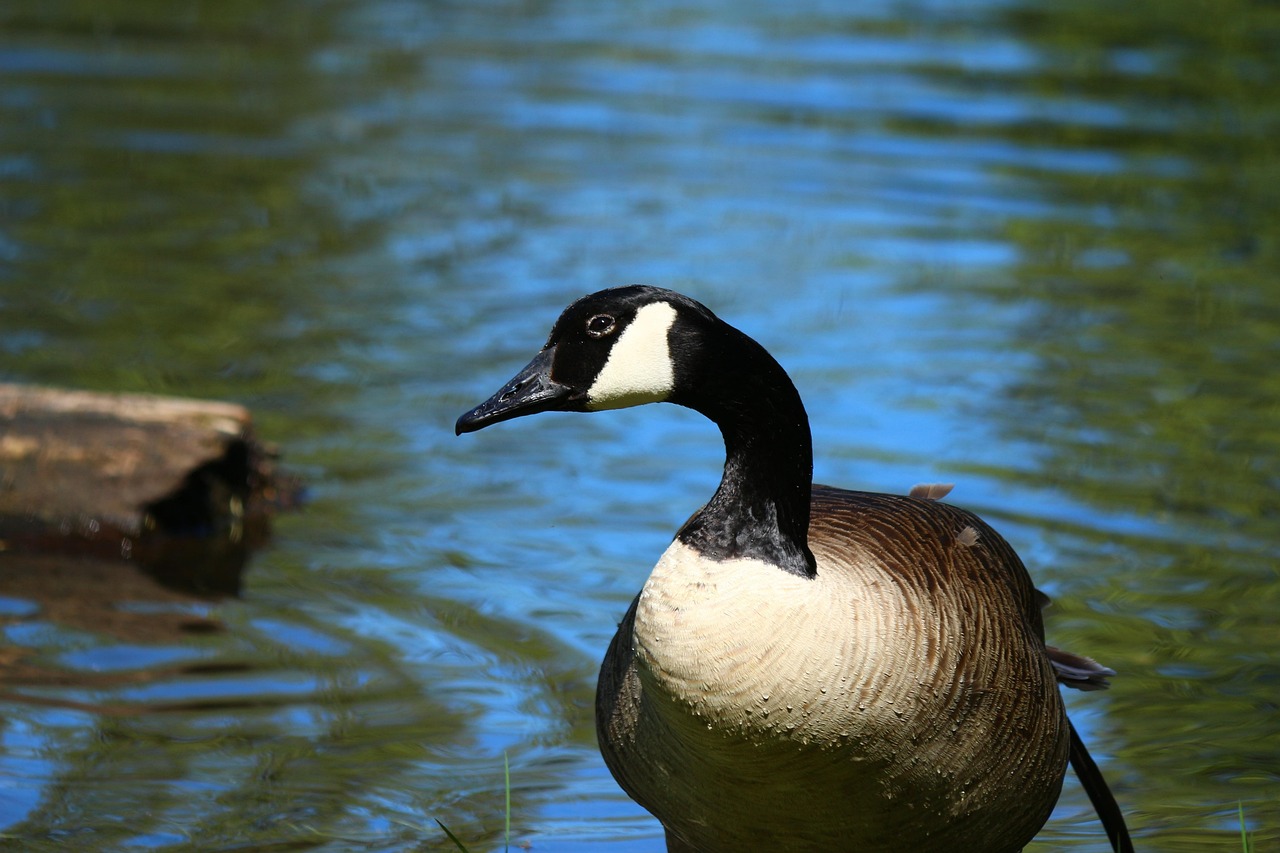 Ganso Naturaleza Animales - Foto gratis en Pixabay - Pixabay
