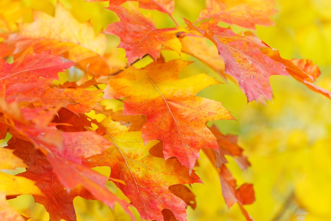 Feuilles D'Automne Tombe - Photo gratuite sur Pixabay - Pixabay