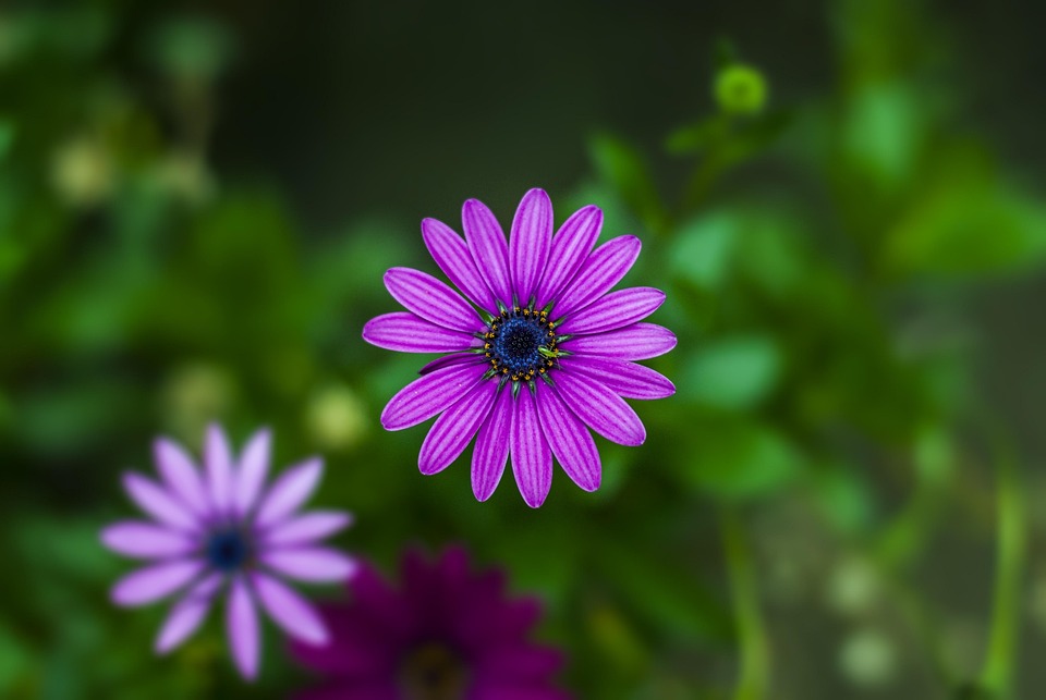 Fleur Gérbel Plante La - Photo gratuite sur Pixabay