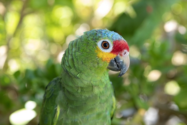 Parrot Head Shot Close Up - Free photo on Pixabay