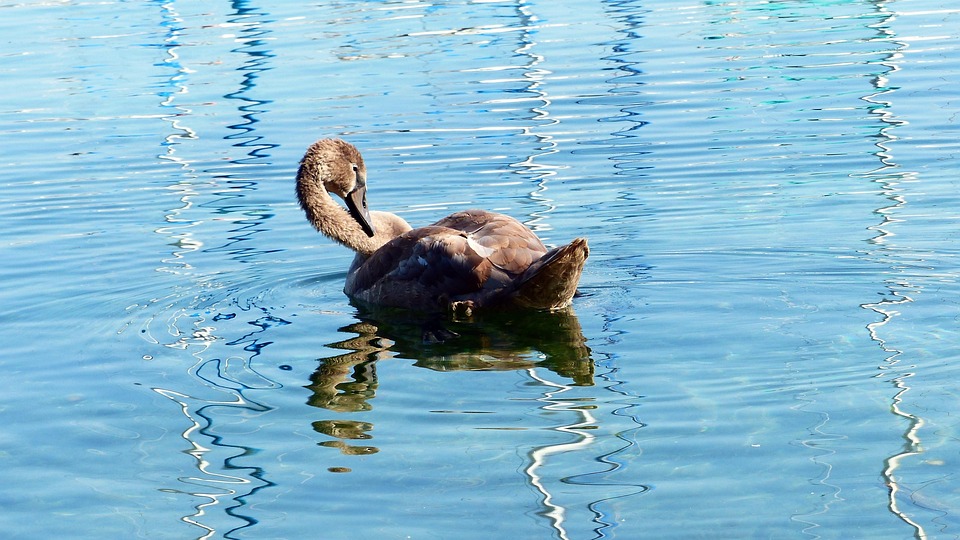 Swan O Lago De Cor Animal - Foto gratuita no Pixabay - Pixabay