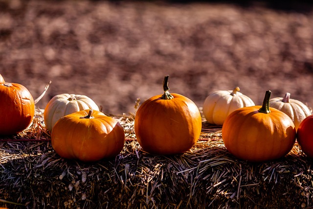 30+ Free Pumkin & Halloween Images - Pixabay