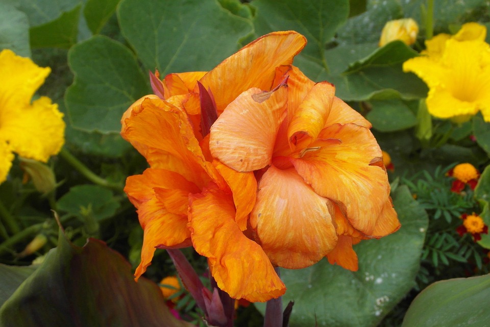 La Flor De India Naranja Flora - Foto gratis en Pixabay - Pixabay