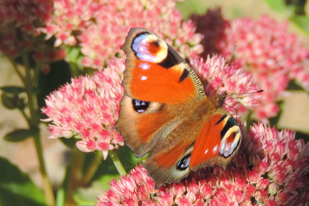 Fleur Insecte Papillon Paon - Photo gratuite sur Pixabay - Pixabay