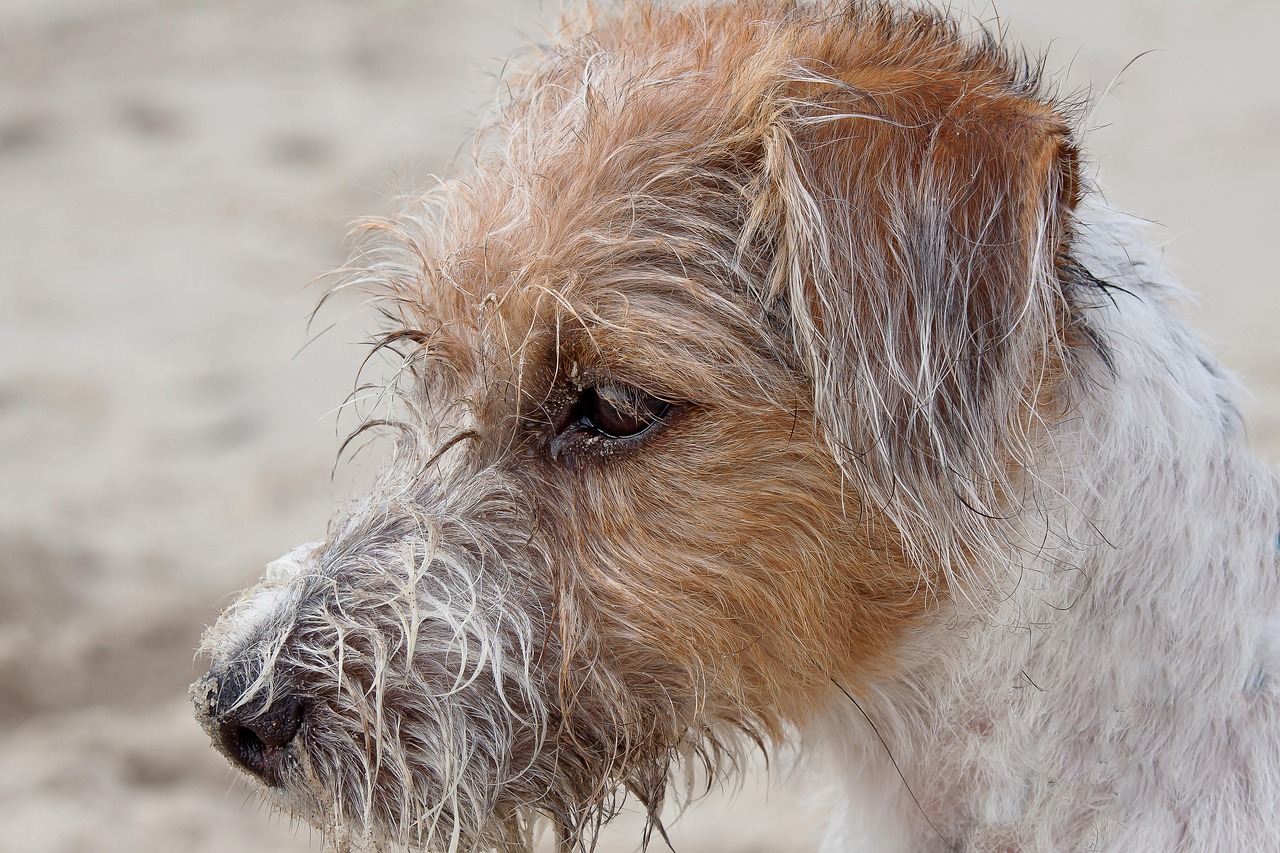 Dog Terrier Parson - Free photo on Pixabay - Pixabay