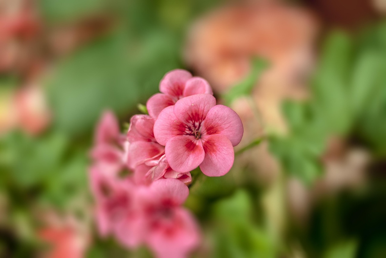 Jeranio Flor Planta - Foto gratis en Pixabay - Pixabay