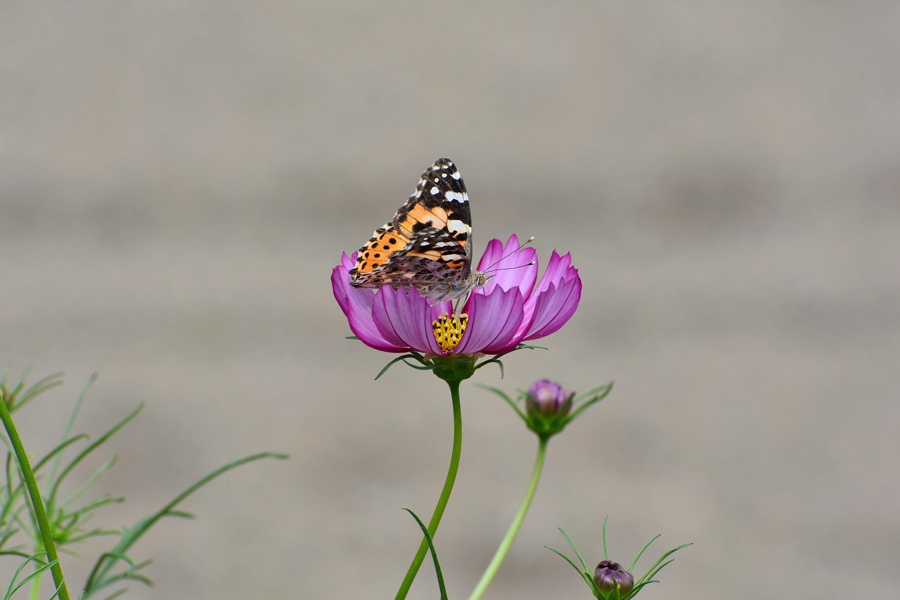 Natural Landscape Flowers - Free photo on Pixabay