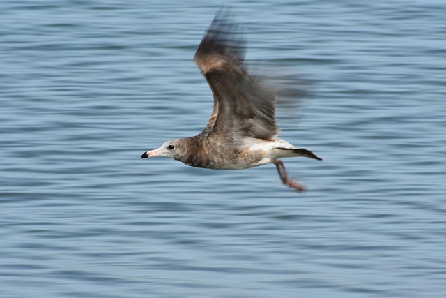 Animal Sea Bird Wild - Free photo on Pixabay - Pixabay