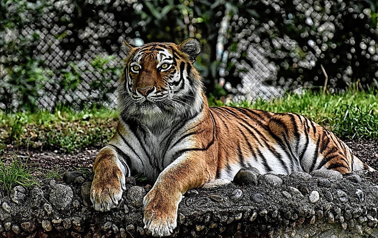Tiger Raubkatze Raubtier - Kostenloses Foto auf Pixabay - Pixabay