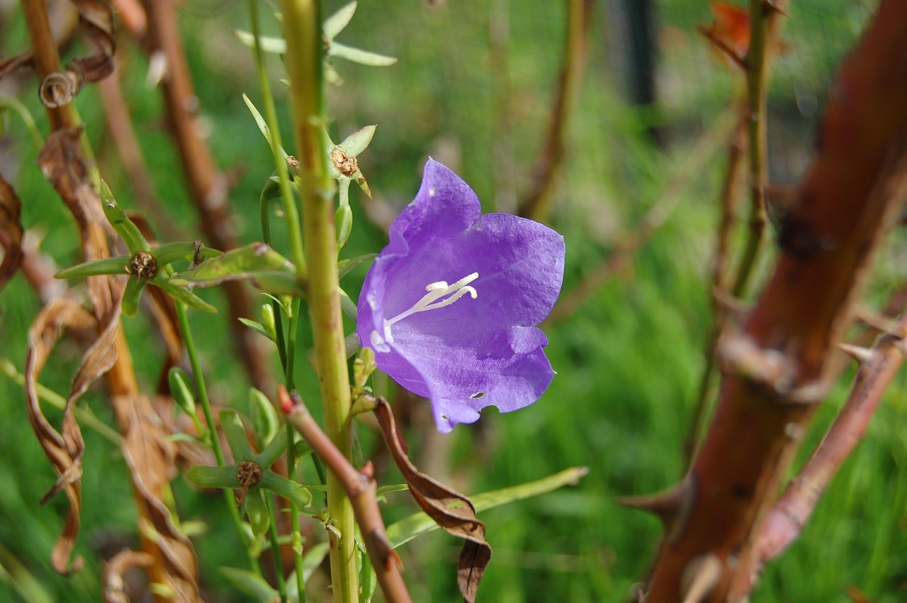 Bellflower Flower Violet - Free photo on Pixabay - Pixabay