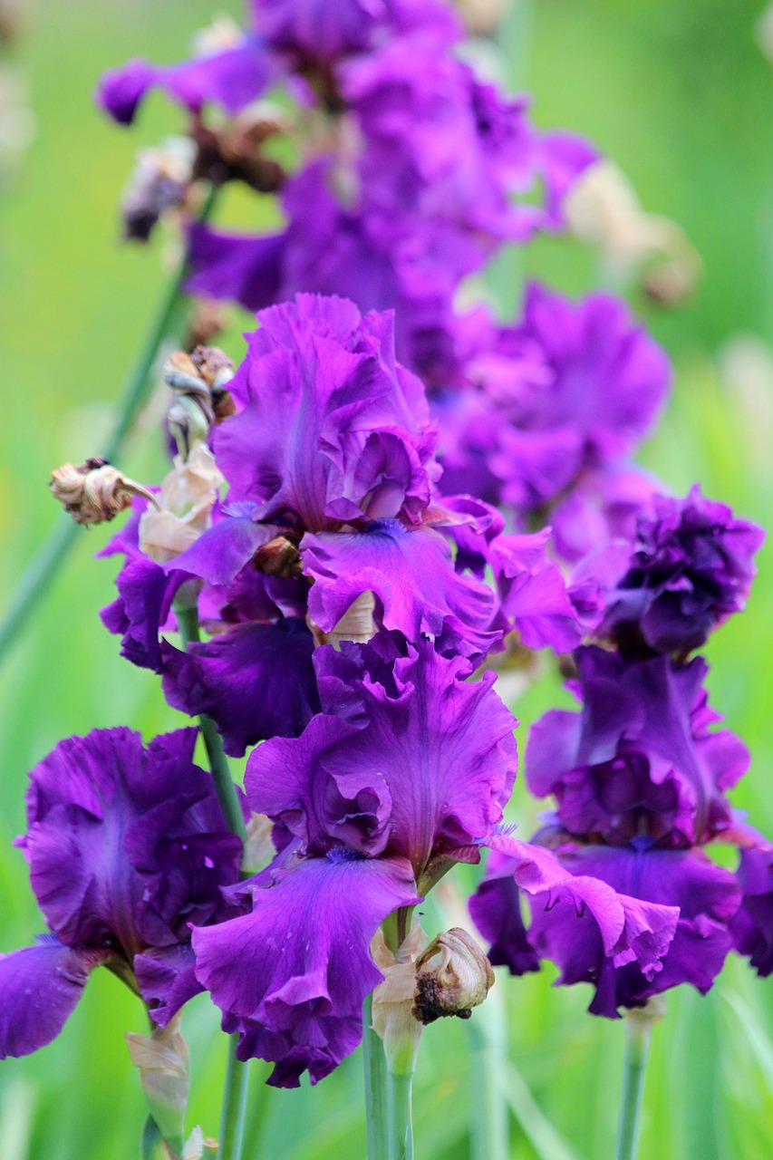 Iris Flor Flores De Jardin - Foto gratis en Pixabay - Pixabay